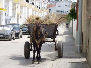 Everyday Life in the Algarve – Piglet in Portugal