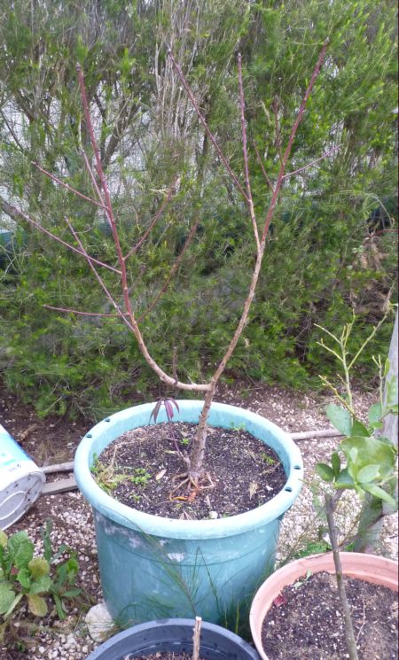 Piglet’s Plot in February – Piglet in Portugal