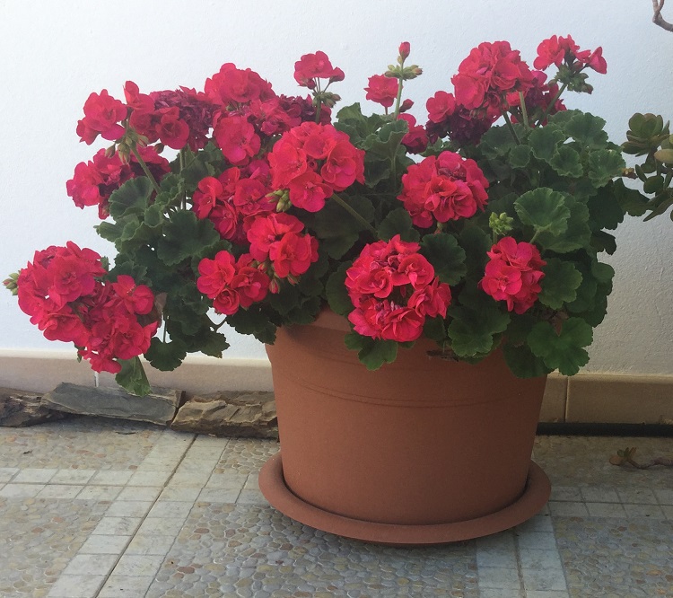 Problems With My Geraniums -Stem Rot – Piglet in Portugal