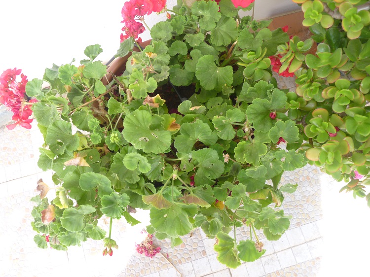 Problems With My Geraniums -Stem Rot – Piglet in Portugal
