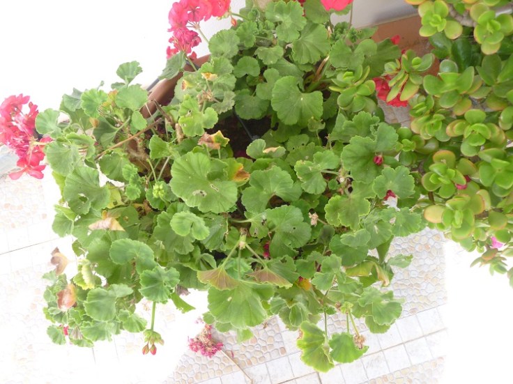 Problems With My Geraniums -Stem Rot – Piglet in Portugal