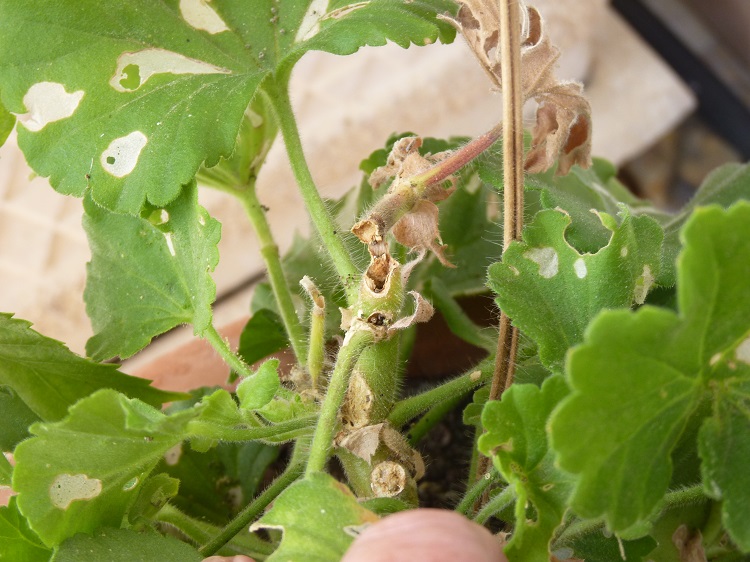 Problems With My Geraniums -Stem Rot – Piglet in Portugal