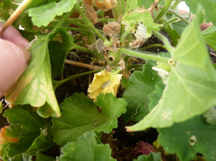 Problems With My Geraniums -Stem Rot – Piglet in Portugal