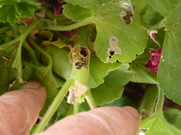 Problems With My Geraniums -Stem Rot – Piglet in Portugal