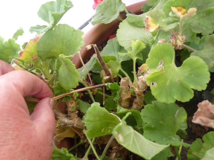 Problems With My Geraniums -Stem Rot – Piglet in Portugal