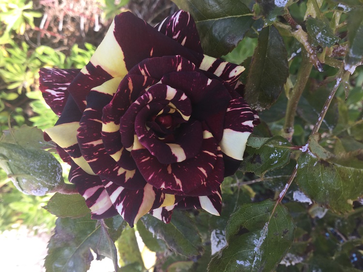 Weekly Smile: Christmas Lights and Roses – Piglet in Portugal
