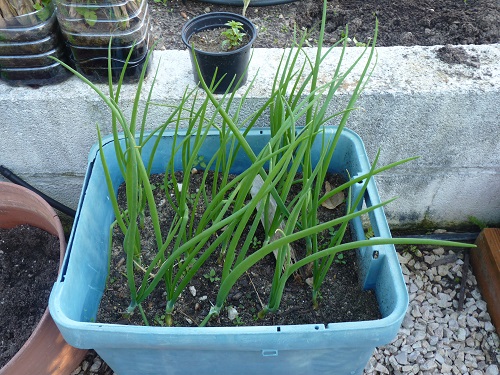 SoS: Growing Fruit and Vegetables in Containers – March – Piglet in ...