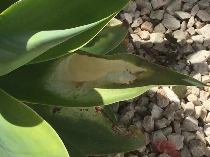 SoS: Mystery Agave Problem, Plastic Food Trays and Garden Projects ...