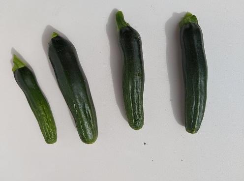What Causes Courgettes to Wither and Rot? – Piglet in Portugal
