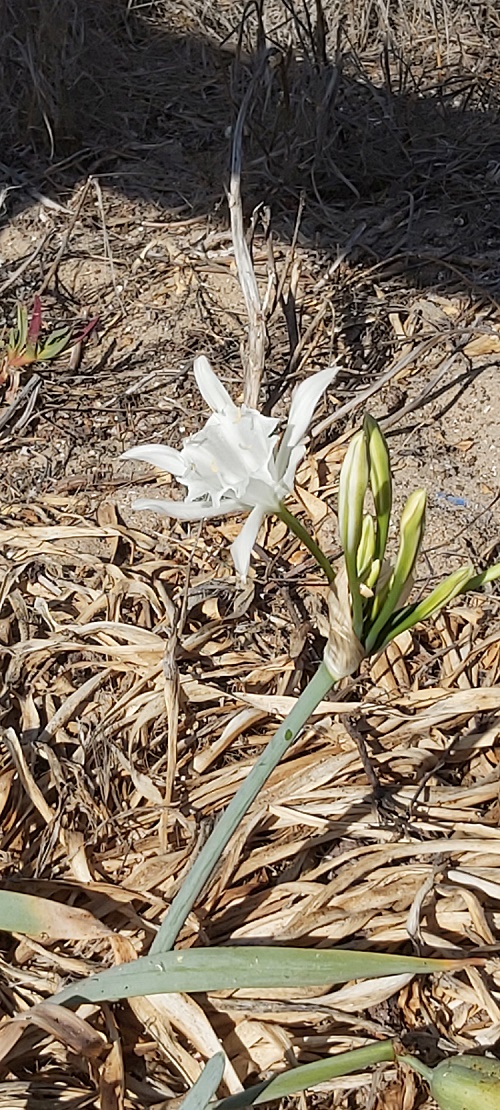 Wildflowers in Portugal – Pancratium maritimum L. – Sea Daffodil ...