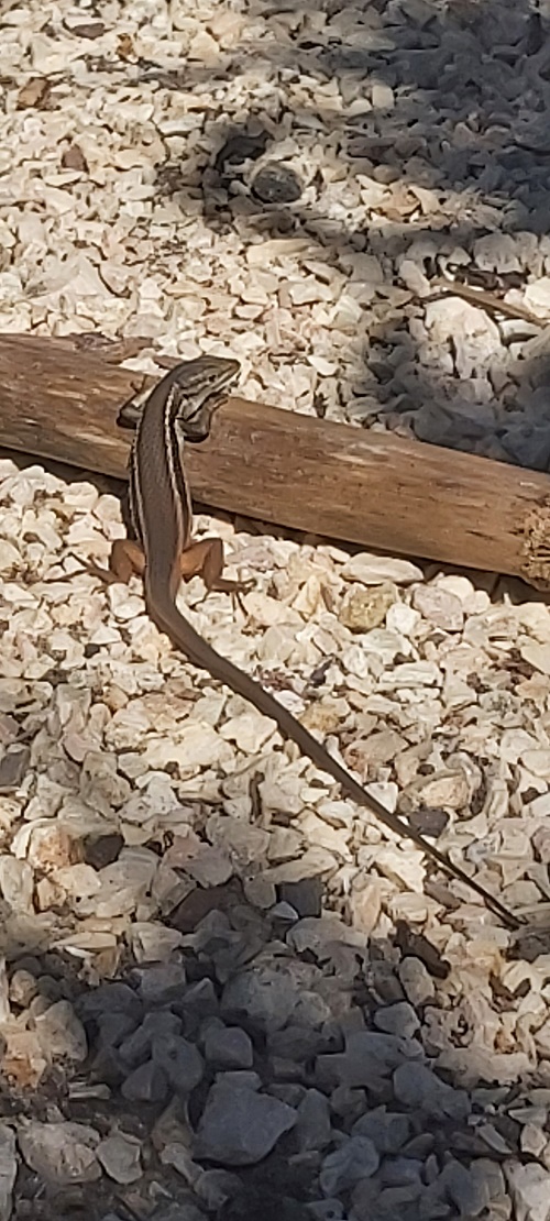 Wildlife in Portugal: The Psammodromus Algirus Lizard – Piglet in Portugal