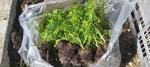 Garden Diary: Growing Vegetables – November – Piglet in Portugal