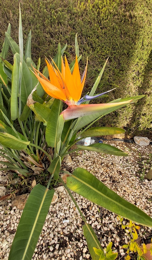 In a Vase on Monday – Bird of Paradise – Piglet in Portugal